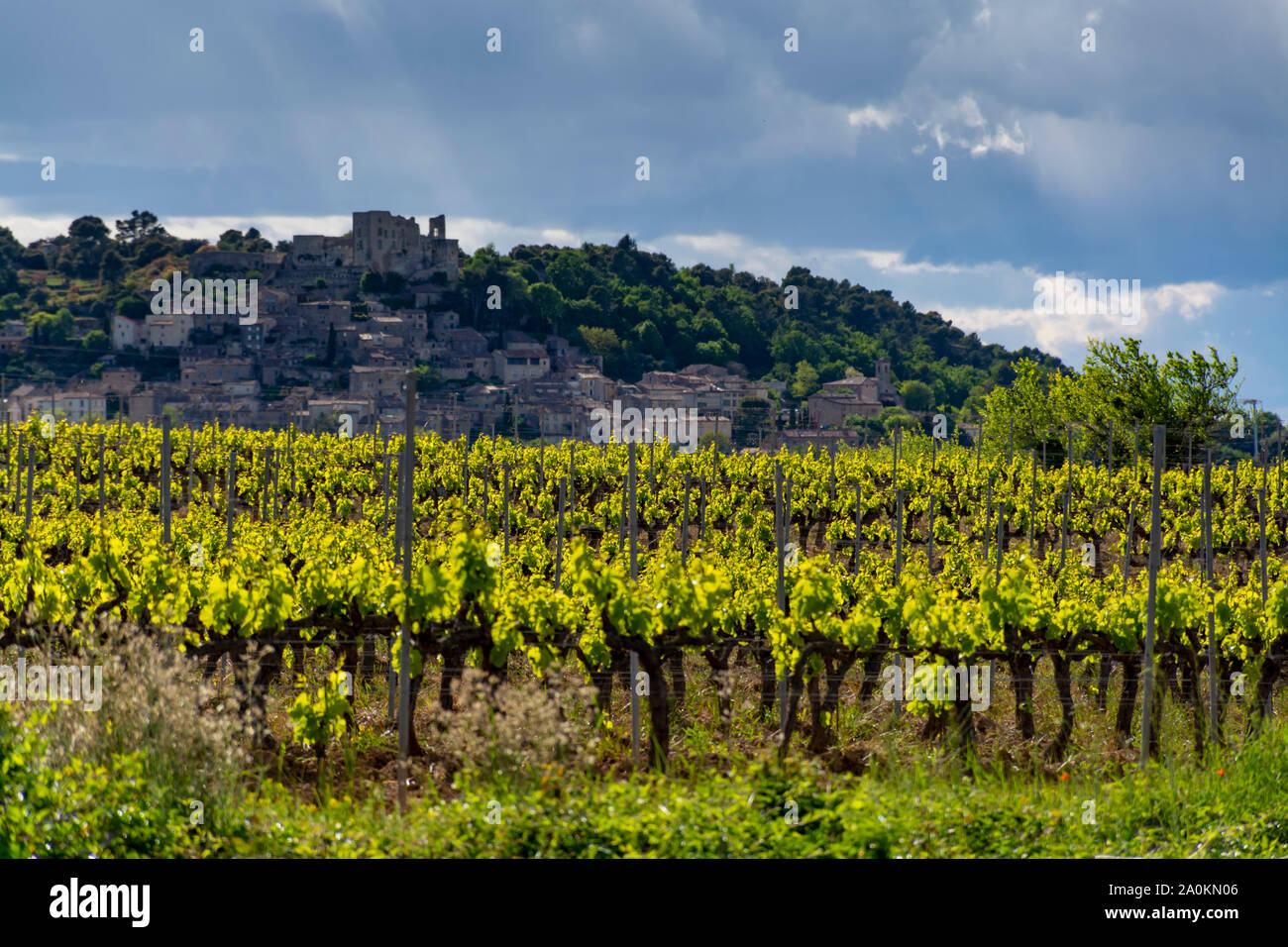Production of rose, red and white wine near small town Lacoste in ...