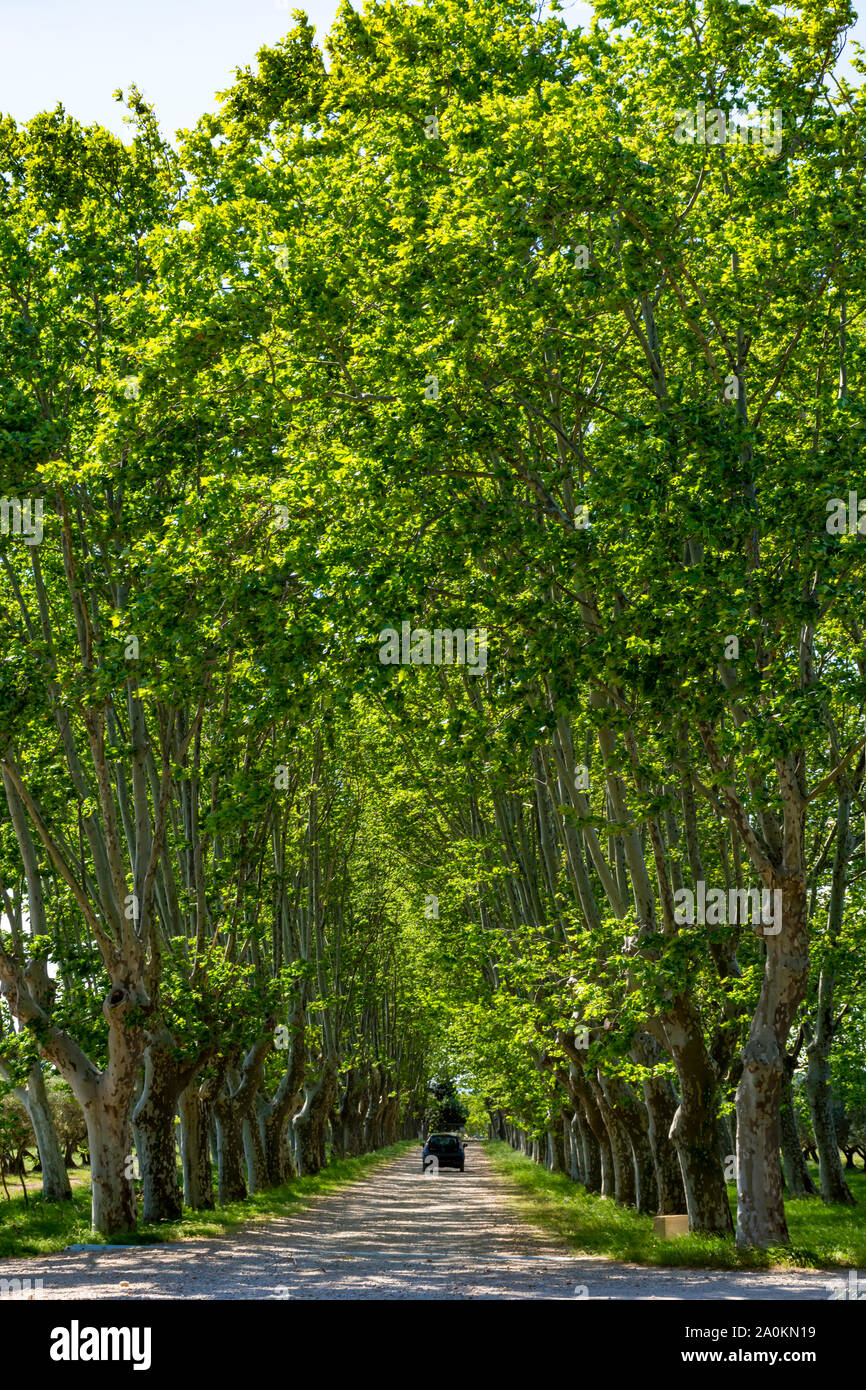 Scenic Provencal large old plane trees alley in summer and black car ...