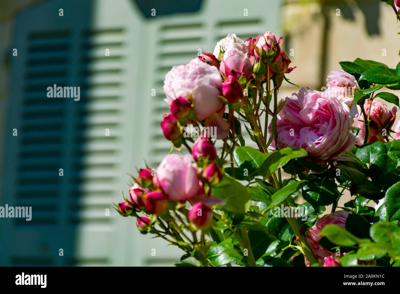 Blossom of pink rose flowers growing in castle garden in Provence ...