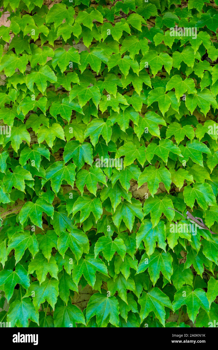 Green wild grape, nature background, green wall copy space Stock Photo ...