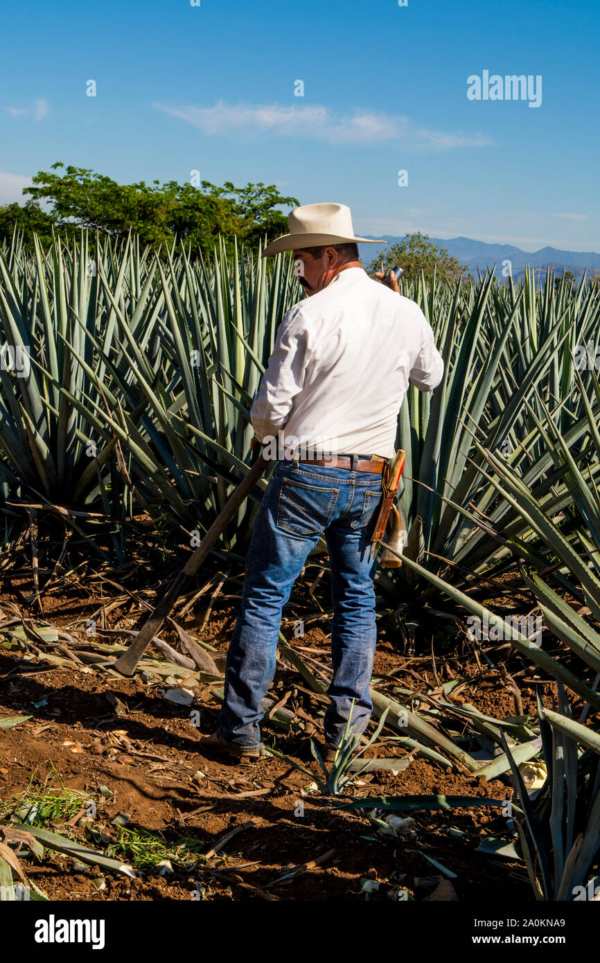 Jimadore Harvesting agave for tequila, Tequila, UNESCO World Heritage ...