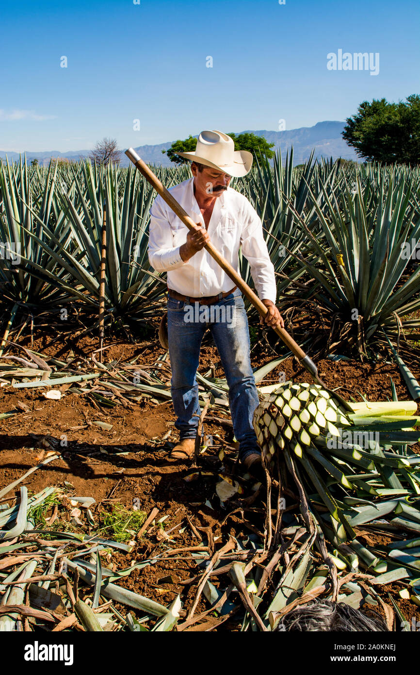 Jimadore Harvesting agave for tequila, Tequila, UNESCO World Heritage ...