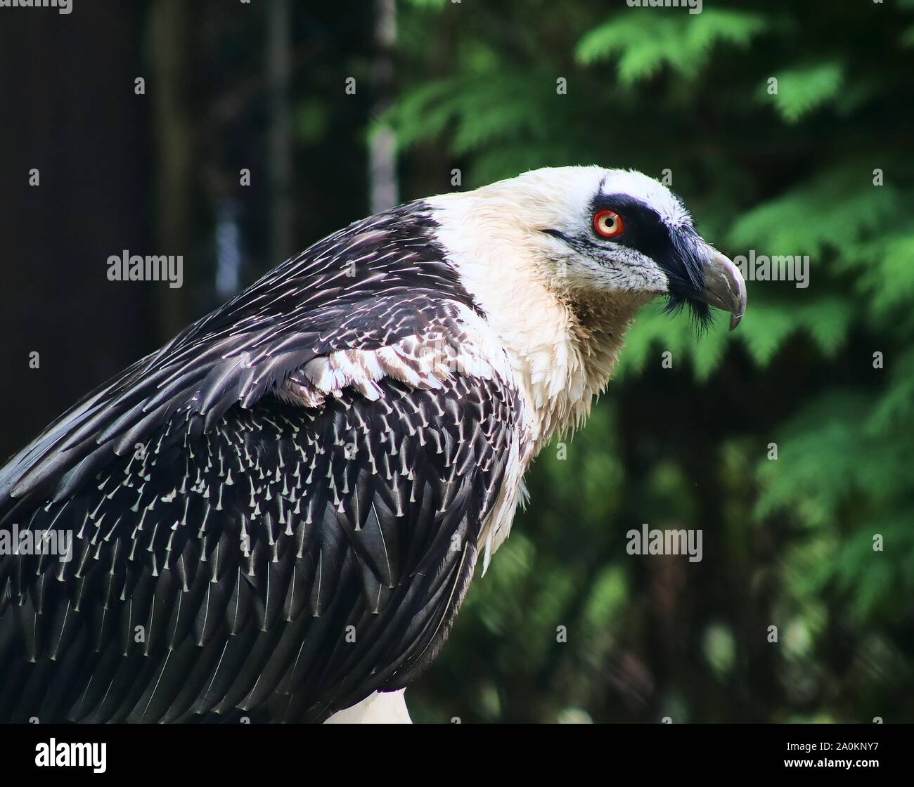 Beautiful and colorful exotic birds in a close up portrait Stock Photo ...