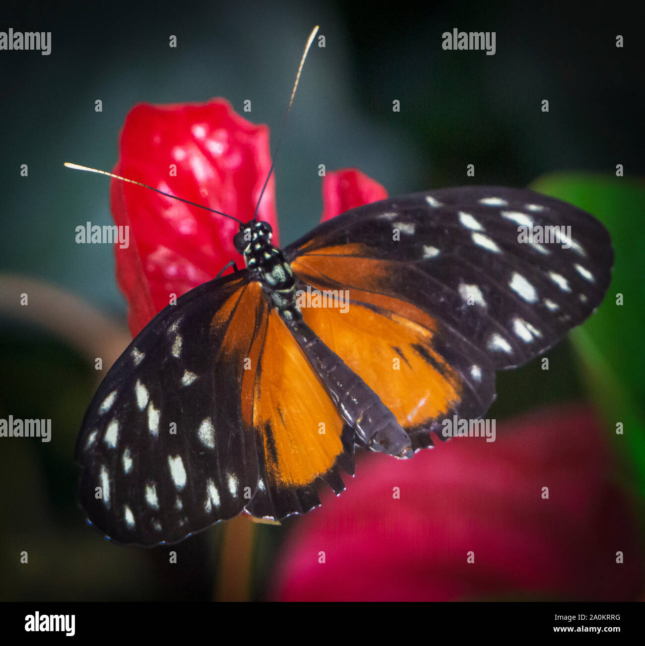 Monarch butterfly Calgary Zoo Alberta Stock Photo - Alamy