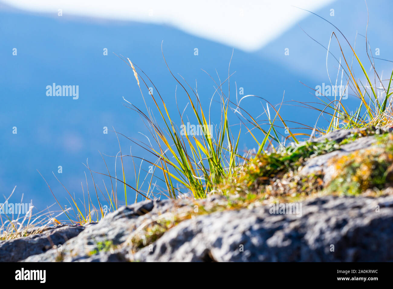 Green grass on wild stone in mountains Stock Photo - Alamy