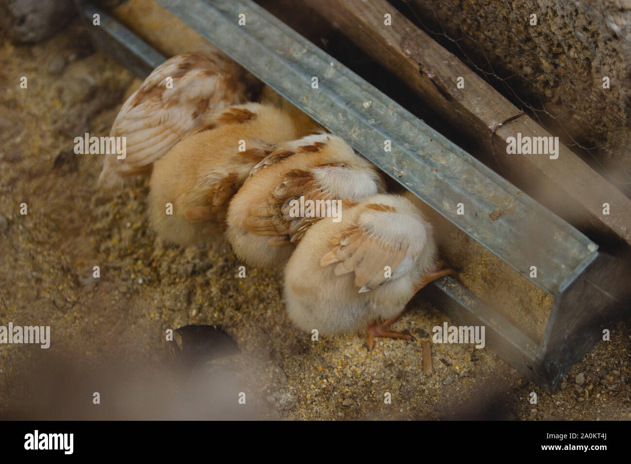 Rooster and three chicks hi-res stock photography and images - Alamy