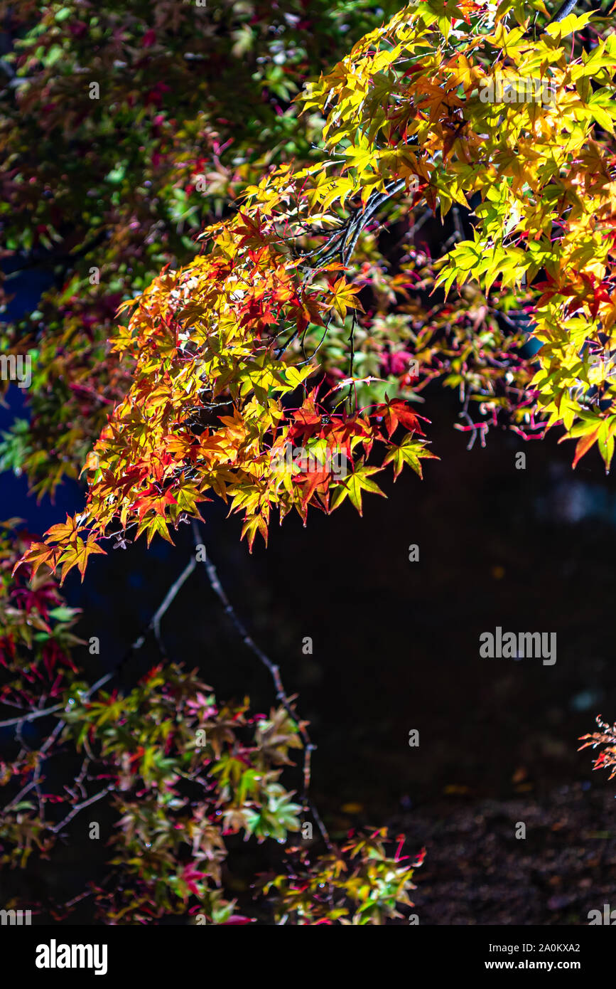 Night fall leaves hi-res stock photography and images - Alamy