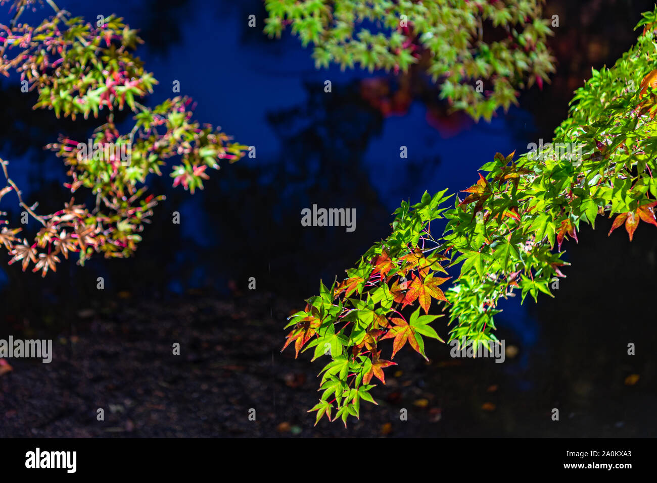 Night fall leaves hi-res stock photography and images - Alamy