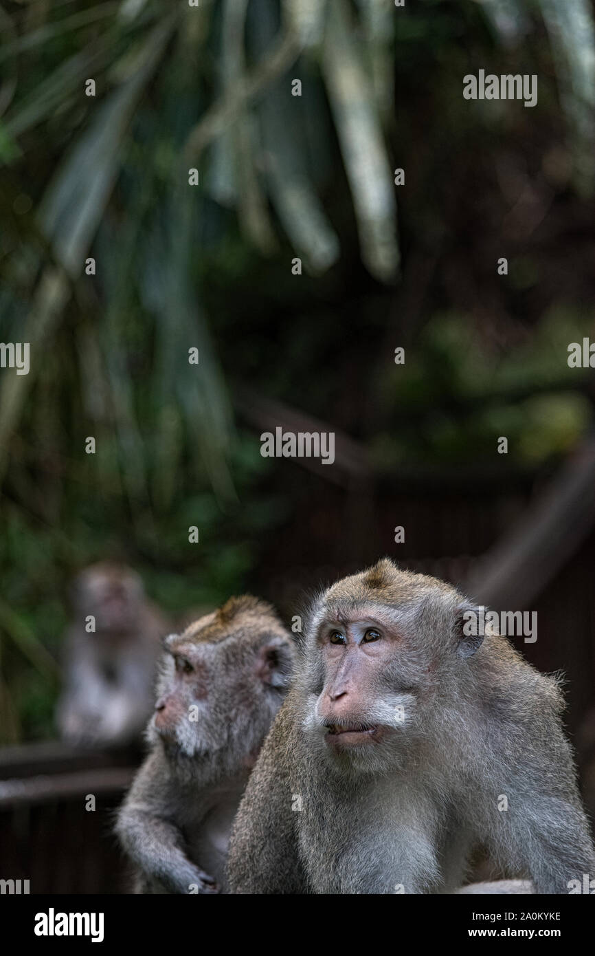 Adult and young monkey sitting together Stock Photo - Alamy