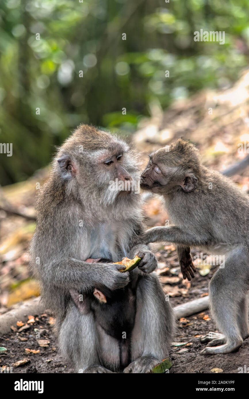Adult Macaque is approached by young adult looking for a bite to eat ...