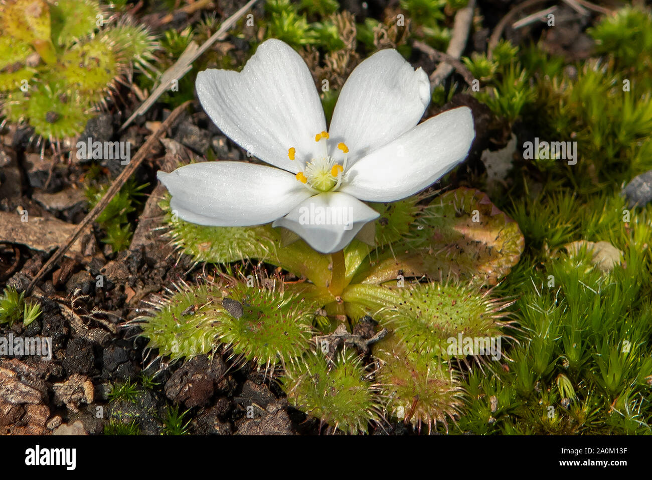 Drosera aberrans hi-res stock photography and images - Alamy