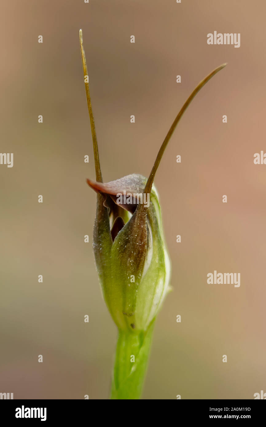 Pedunculata hi-res stock photography and images - Alamy