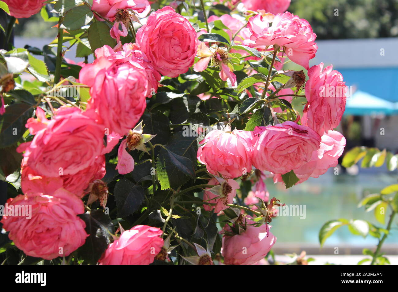 Old red roses on grass hi-res stock photography and images - Alamy