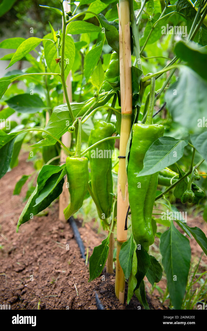 Plants of Italian green peppers, Capsicum annuum, with the fruit still ...