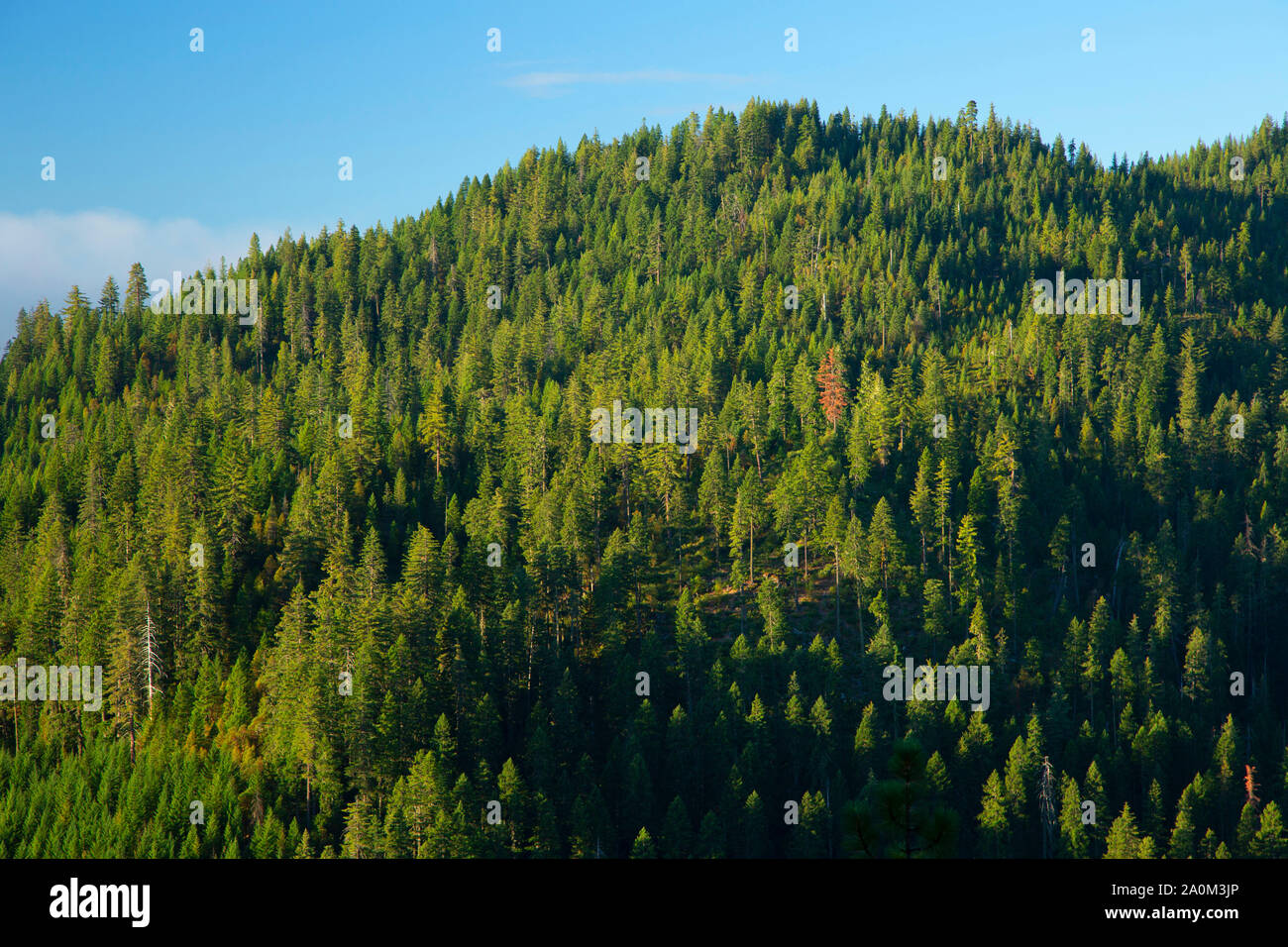 Forest slope, Siskiyou National Forest, Oregon Stock Photo - Alamy