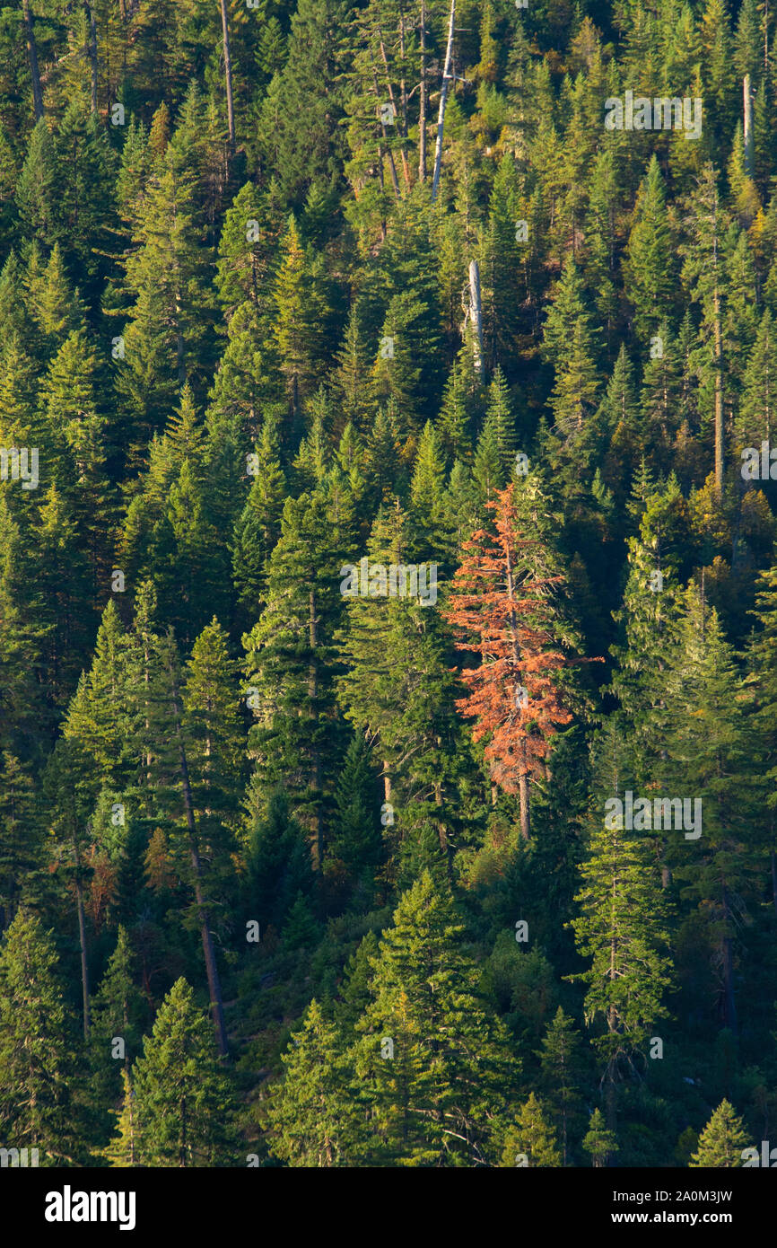 Evergreen slope hi-res stock photography and images - Alamy