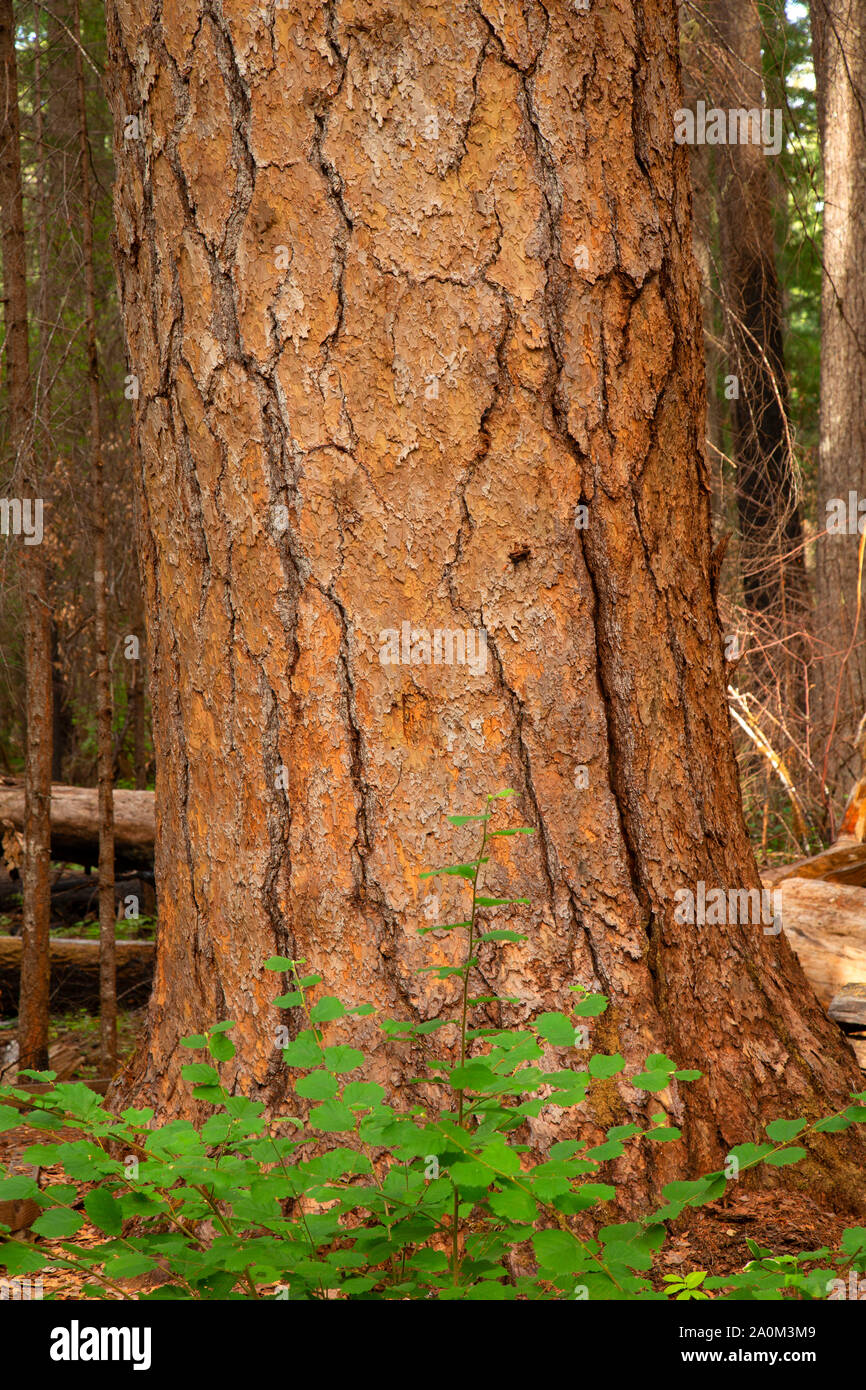 Old growth pine forest hi-res stock photography and images - Alamy