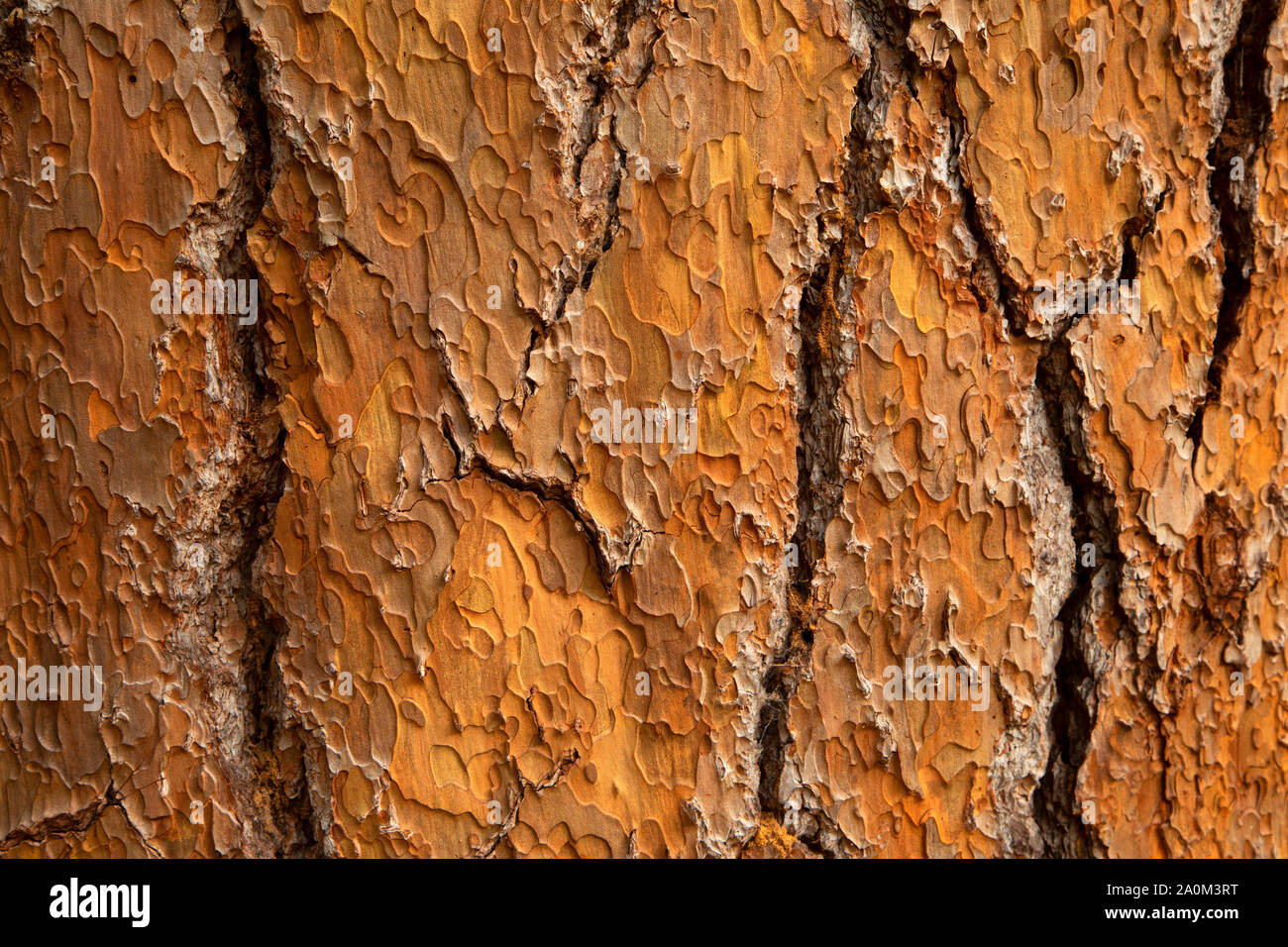 Big Pine snag bark, Siskiyou National Forest, Oregon Stock Photo - Alamy