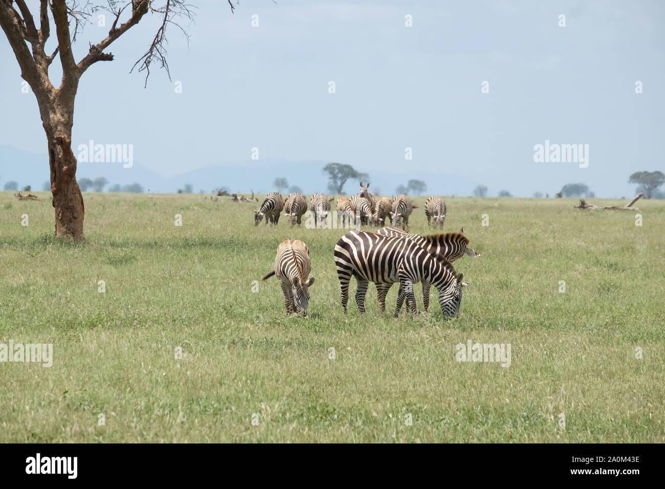 Zebras at Tsavo National Prak, Kenya Stock Photo - Alamy
