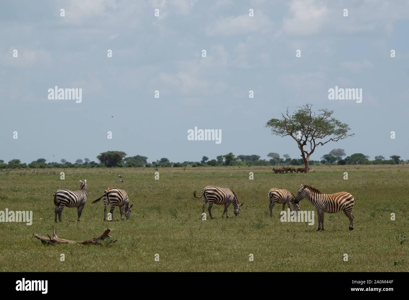 Zebras at Tsavo National Prak, Kenya Stock Photo - Alamy