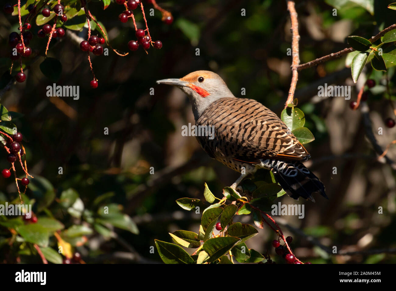 Northern flicker with chokecherry, Wood River Wetland, Klamath Falls ...