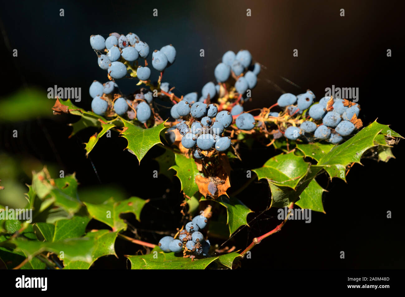 Oregon grape berries mahonia aquifolium hi-res stock photography and ...