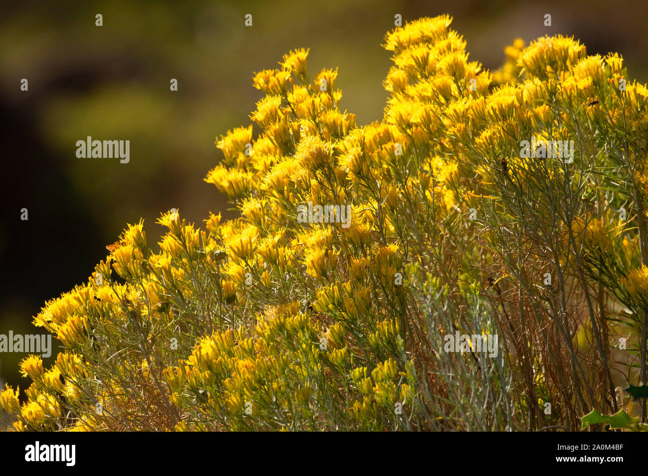 Rabbitbrush, Shoalwater Bay Unit, Klamath Wildlife Area, Oregon Stock ...
