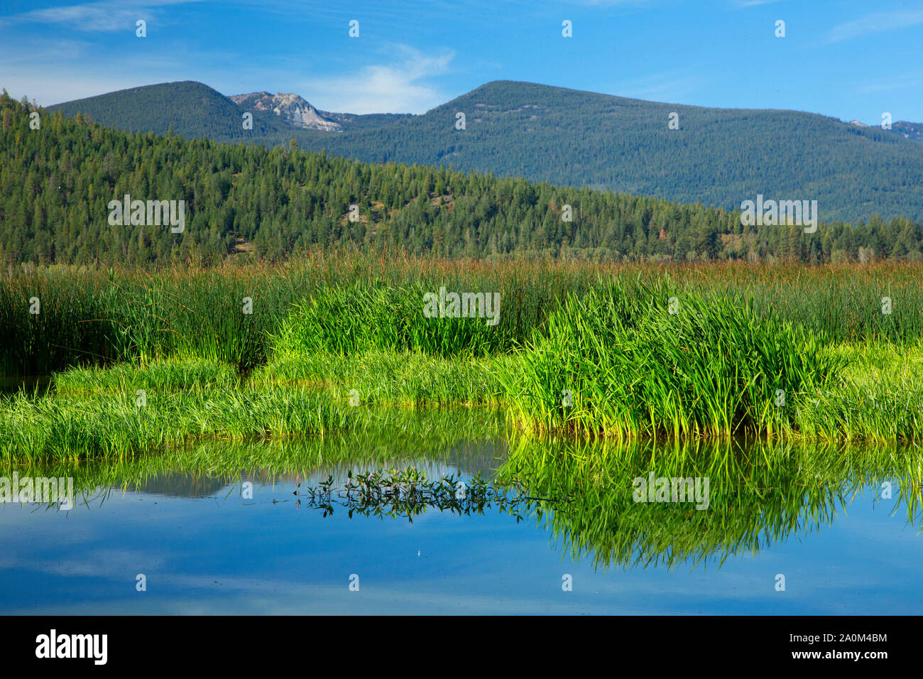 Marsh along Old Eagle Trail, Shoalwater Bay Unit, Klamath Wildlife Area ...