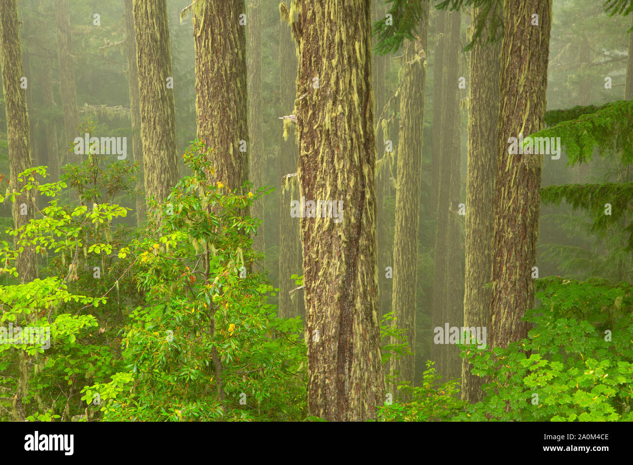Calapooya oregon hi-res stock photography and images - Alamy