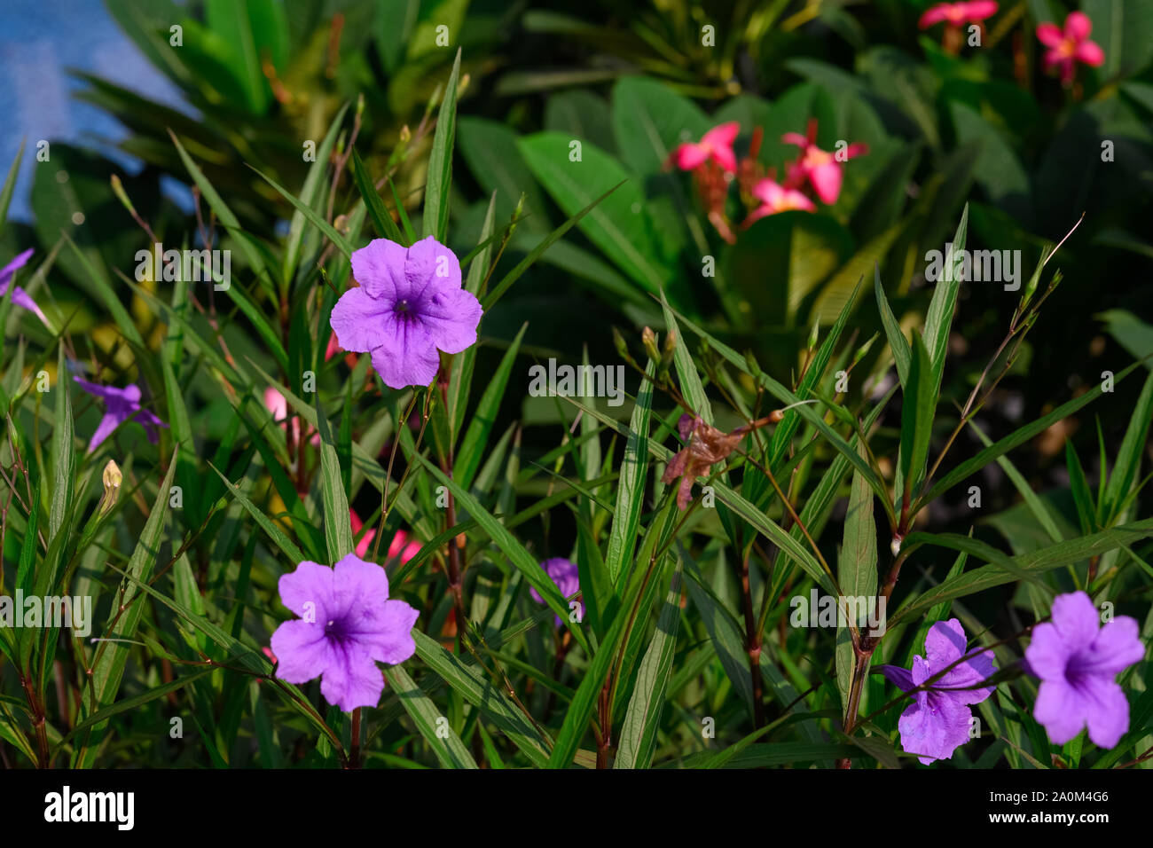 Wild Petunia or Ruellia brittoniana flowers in outdoor Stock Photo - Alamy