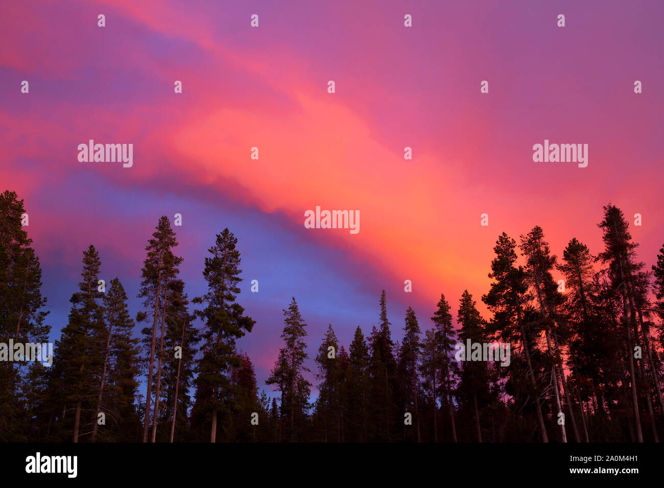 Pine forest hi-res stock photography and images - Alamy