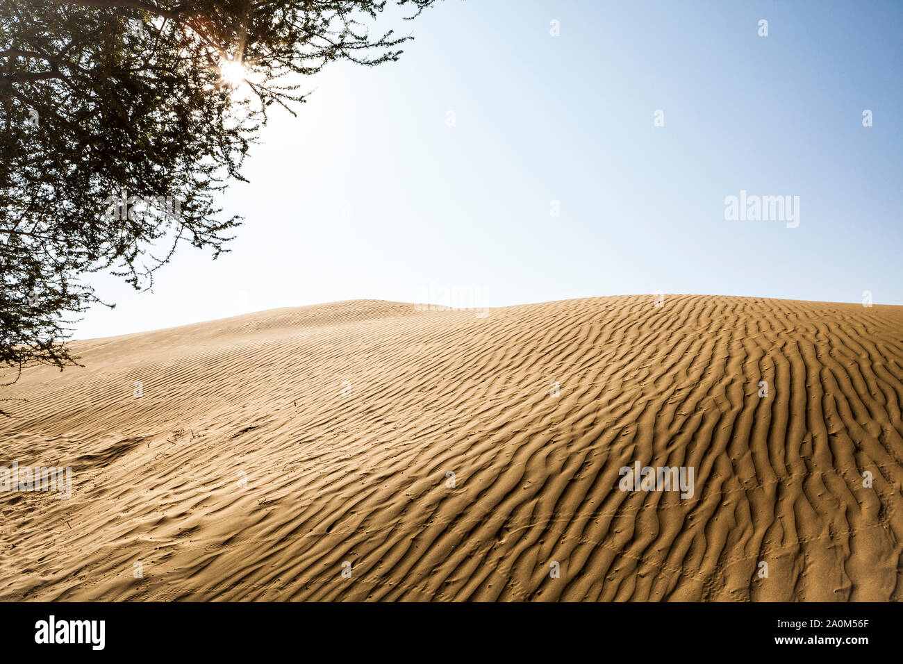Sand dunes in the Thar desert of Eastern Rajasthan, India Stock Photo ...