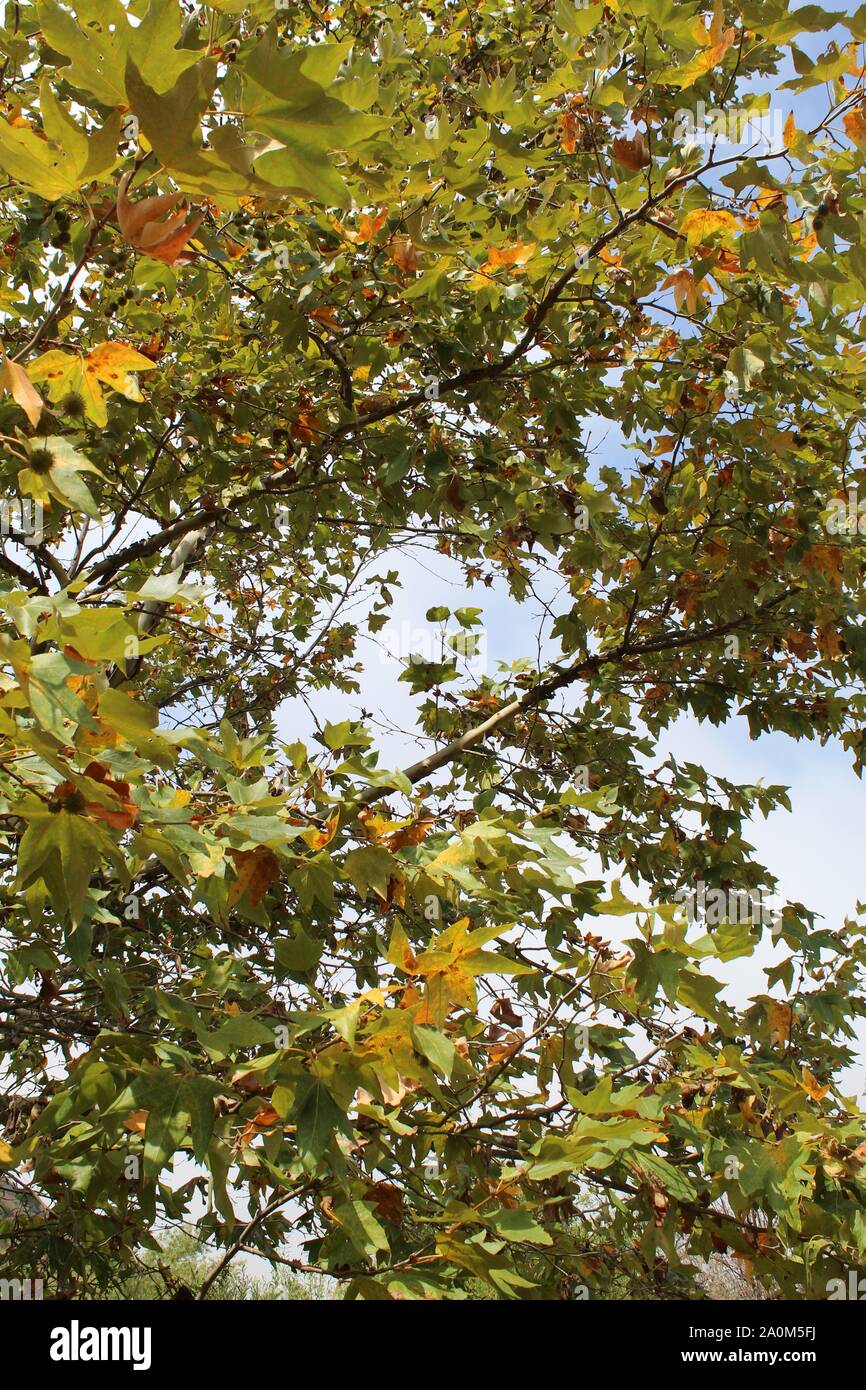 This tree, commonly as Western Sycamore and bitanically as Platanus ...