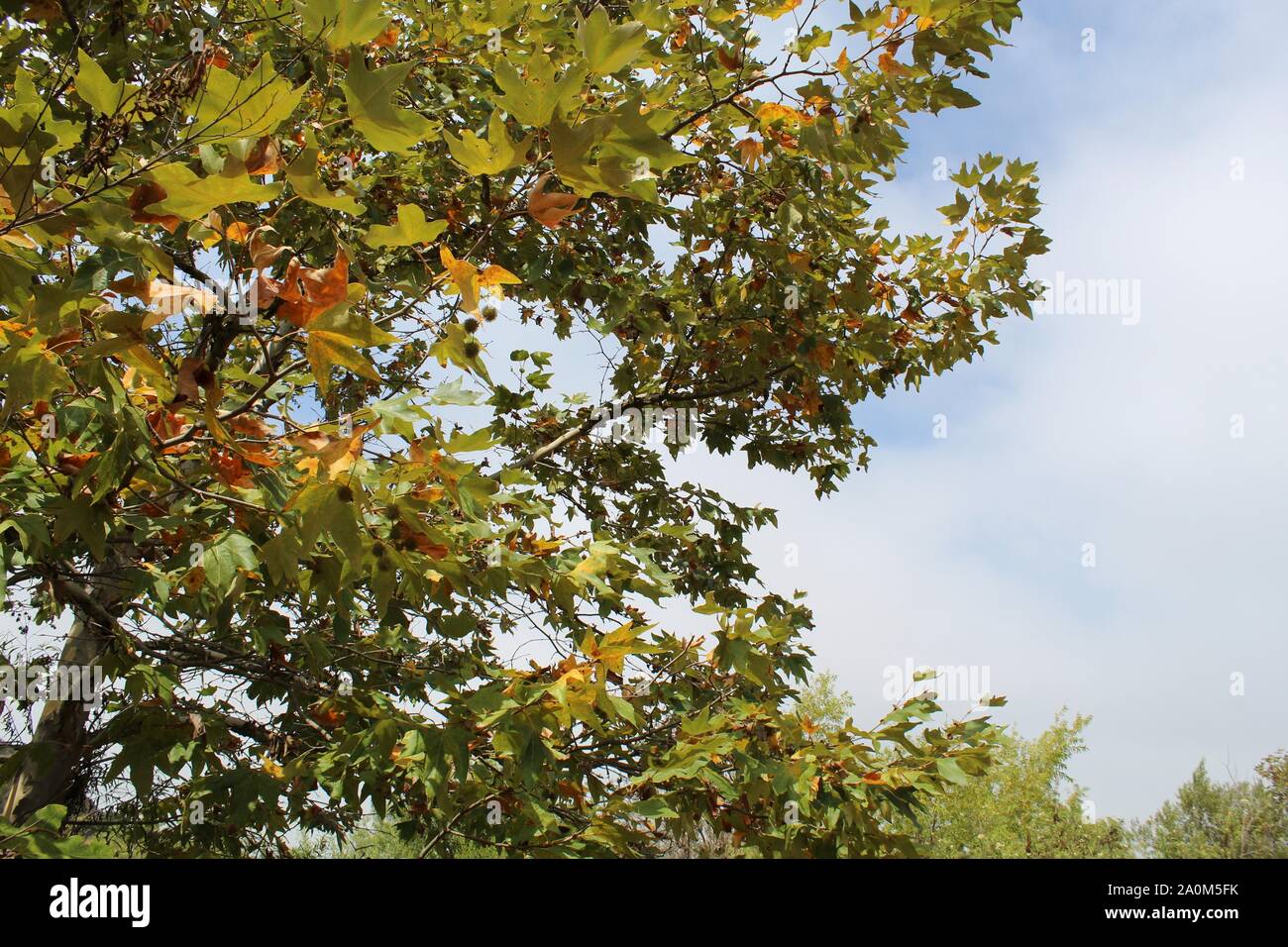 This tree, commonly as Western Sycamore and bitanically as Platanus ...
