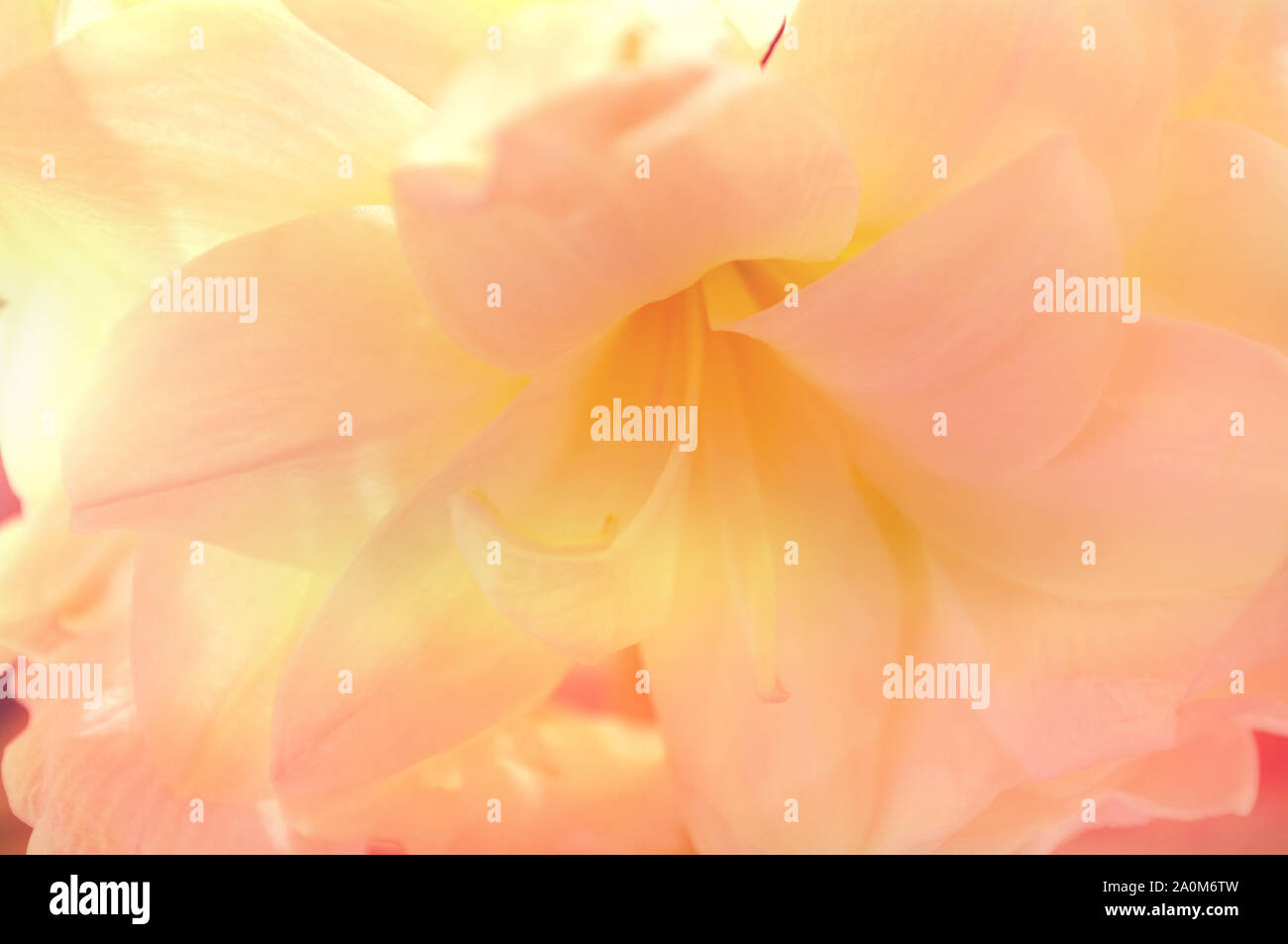 Flower plant affection gift hi-res stock photography and images - Alamy