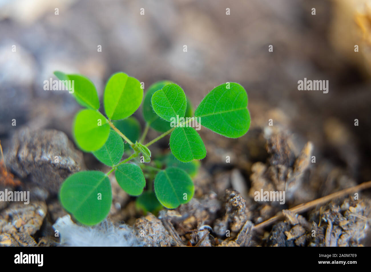 Little chunk hi-res stock photography and images - Alamy