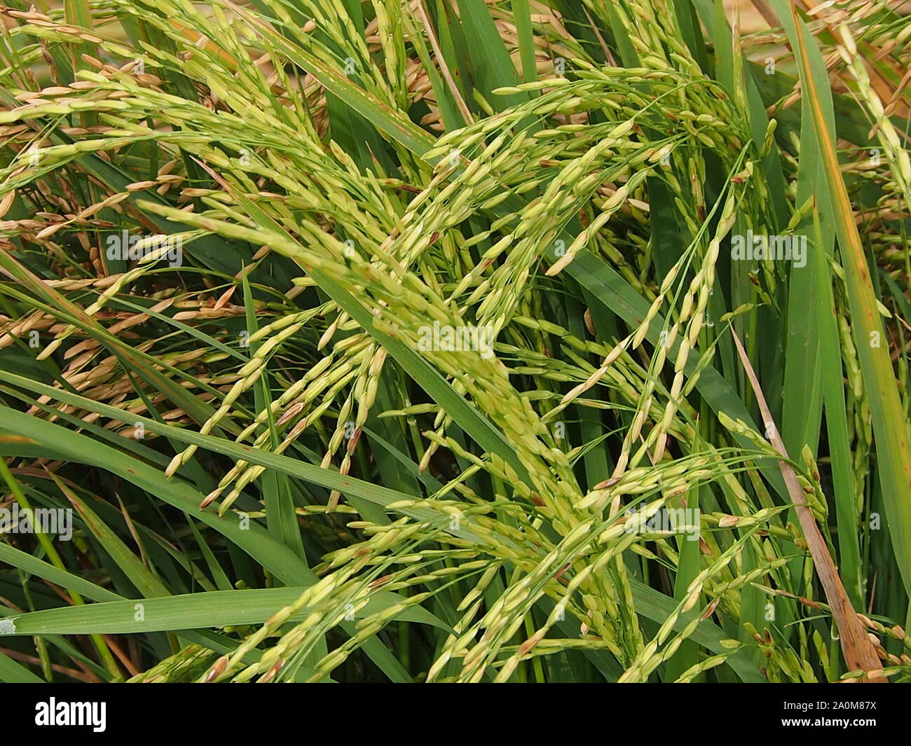 Golden ears of rice fields Stock Photo - Alamy