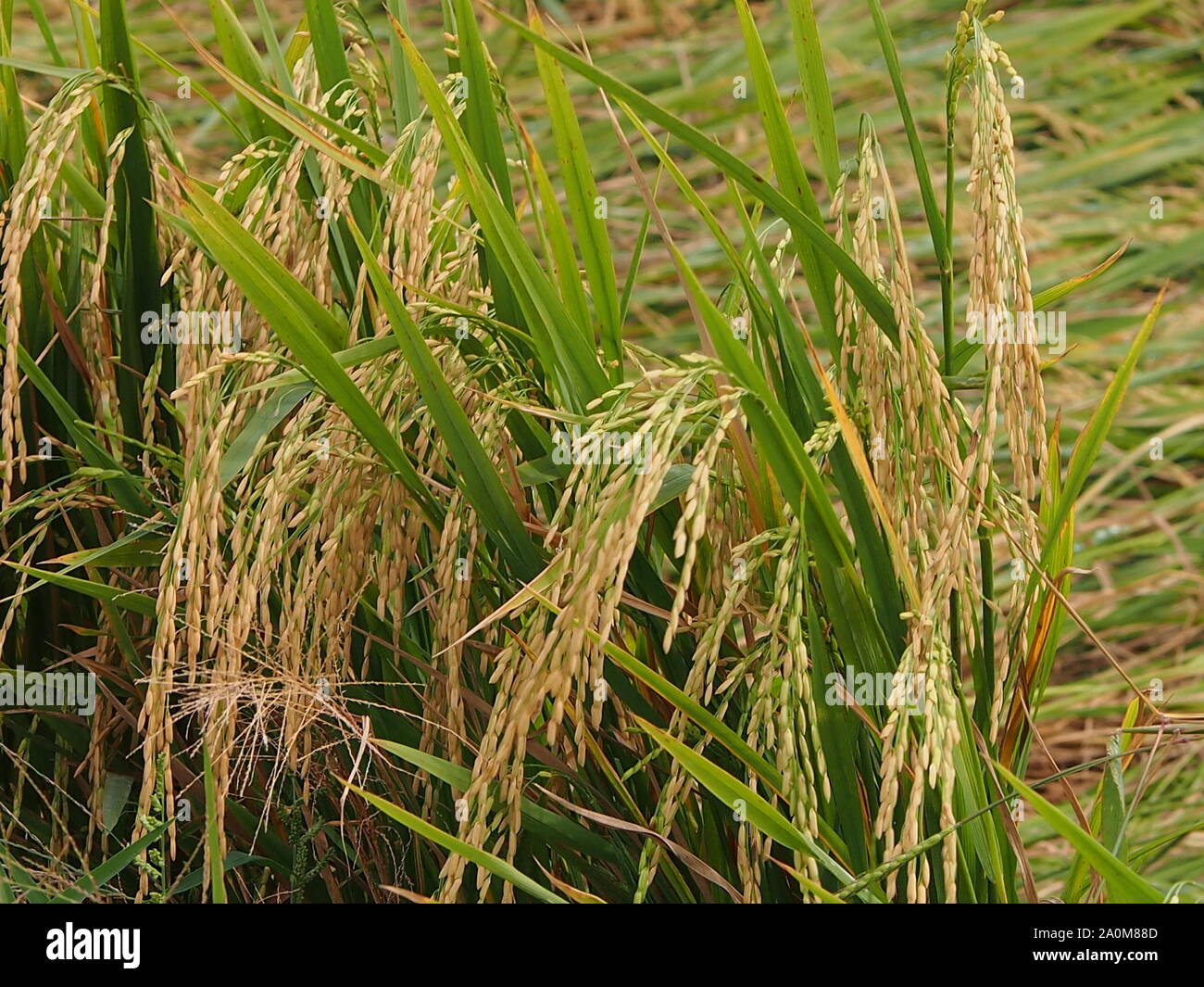 Golden ears of rice fields Stock Photo - Alamy