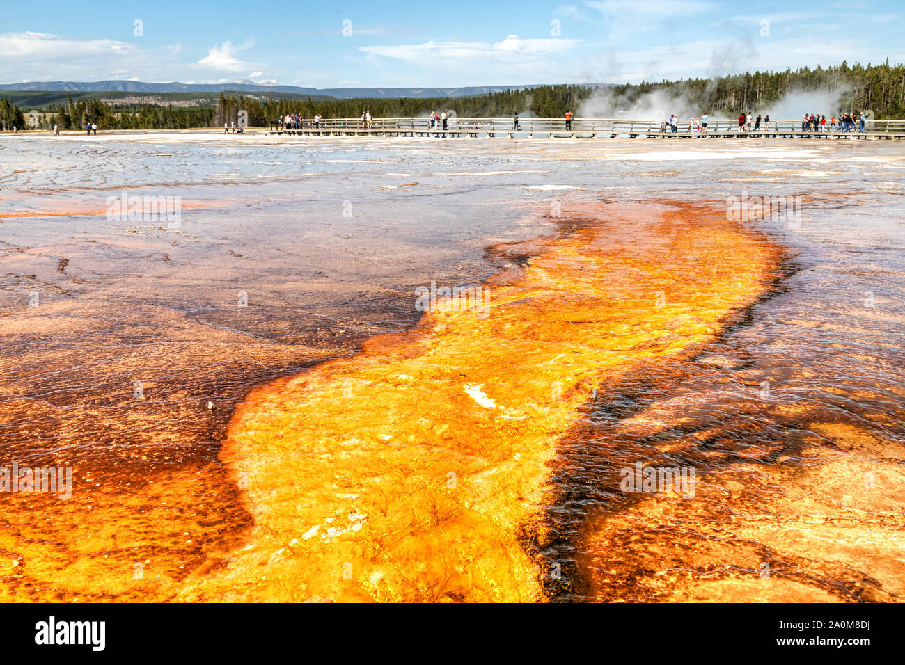 Steam rises from the Grand Prismatic Spring in Yellowstone National ...