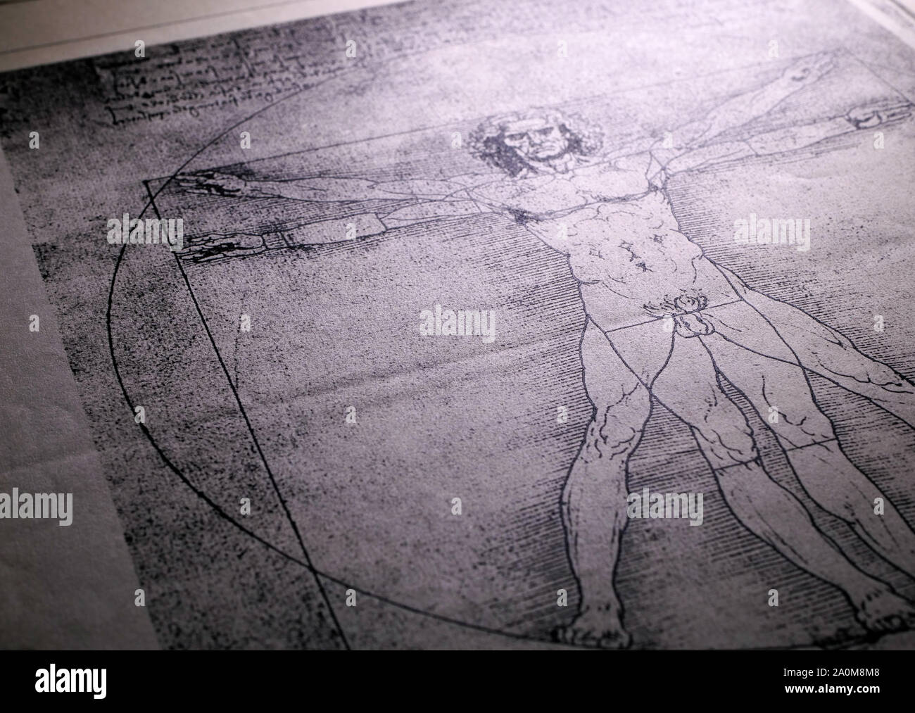 Da vinci vitruvian man illustration High Resolution Stock Photography ...