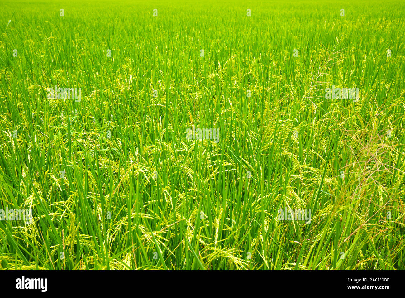 Paddy rice plantation field ready for harvest, Agricultural industry ...
