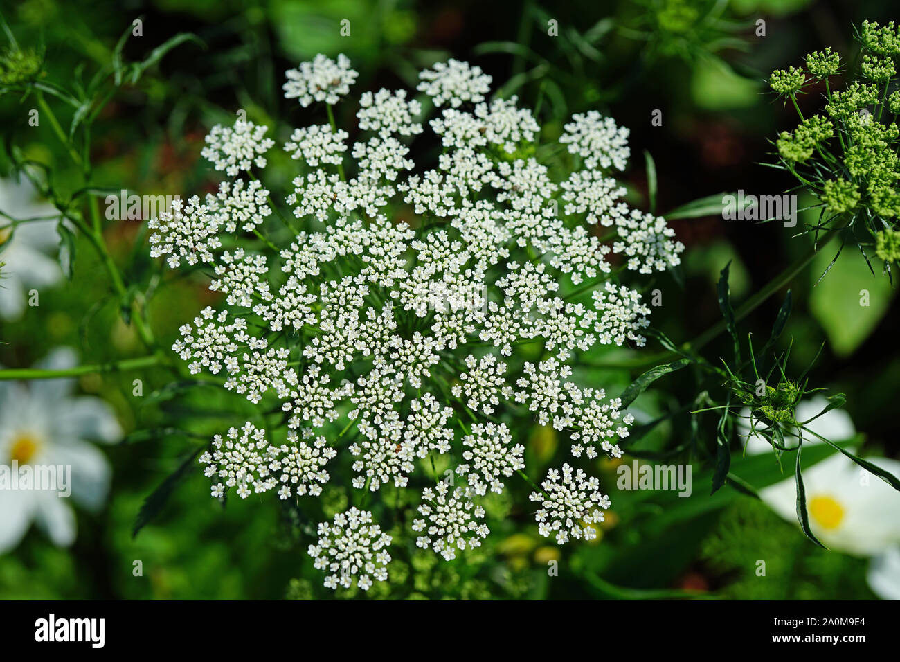 White flower clusters of Queen Anne’s Lace wild carrot (Daucus Carota ...