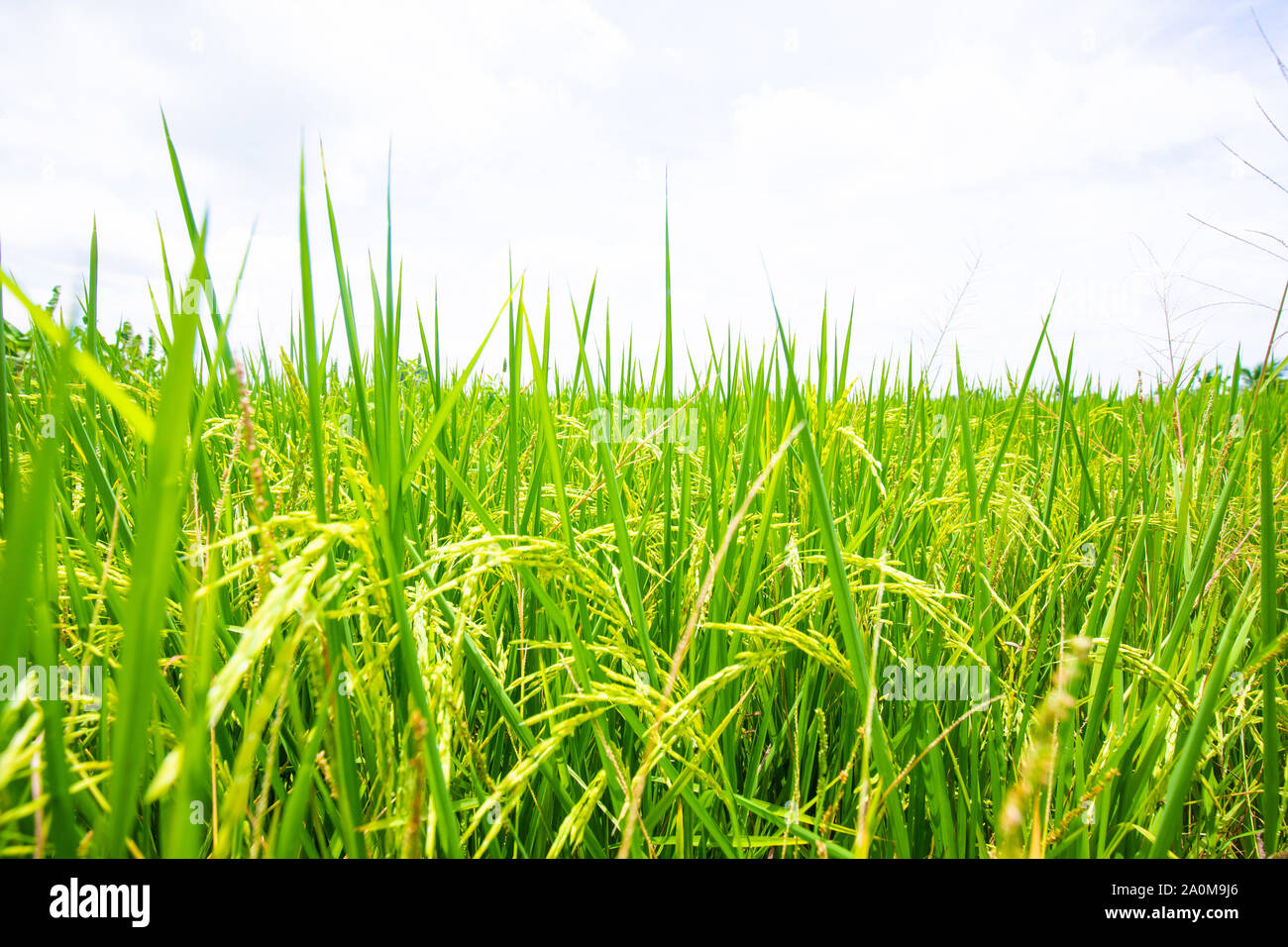 Paddy rice plantation field ready for harvest, Agricultural industry ...