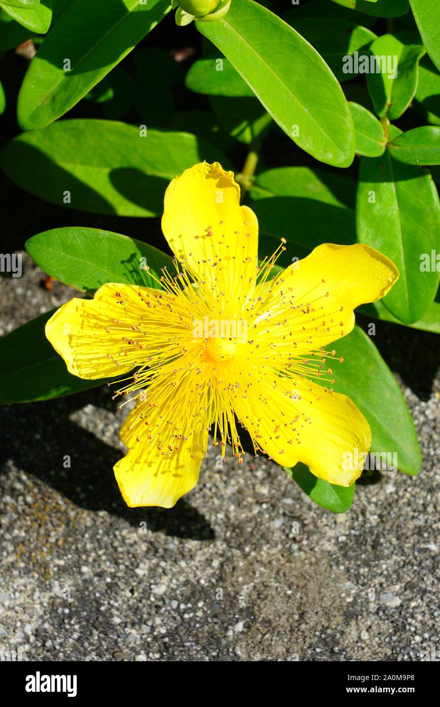 Yellow flowers of St John Wort (Hypericum) in bloom Stock Photo - Alamy