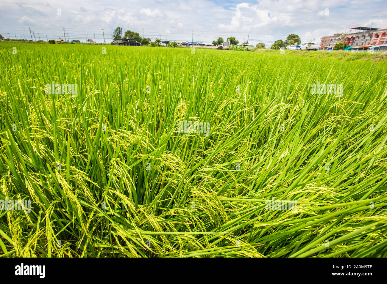 Paddy rice plantation field ready for harvest, Agricultural industry ...
