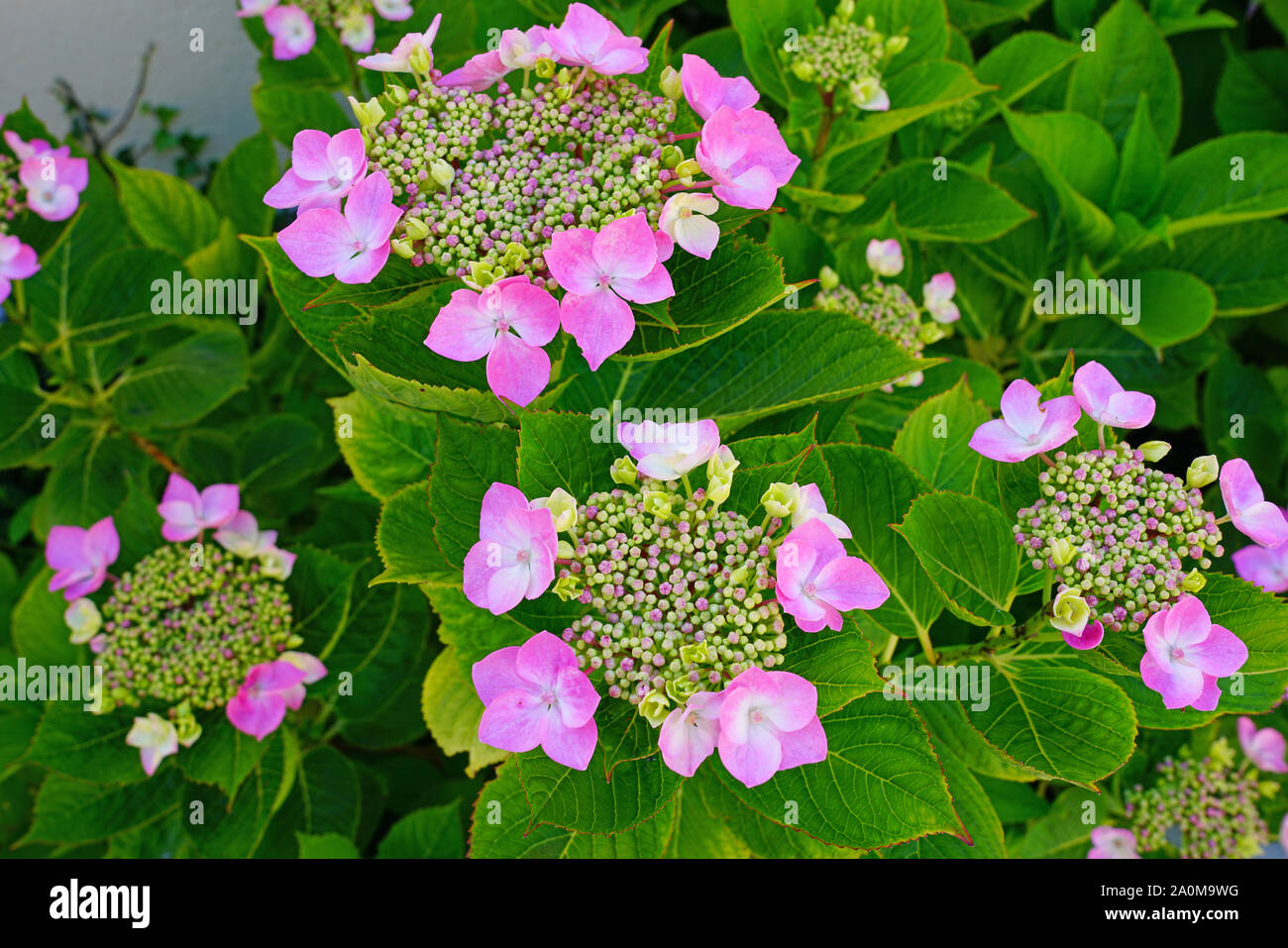 Pink heads of hydrangea flowers Stock Photo - Alamy