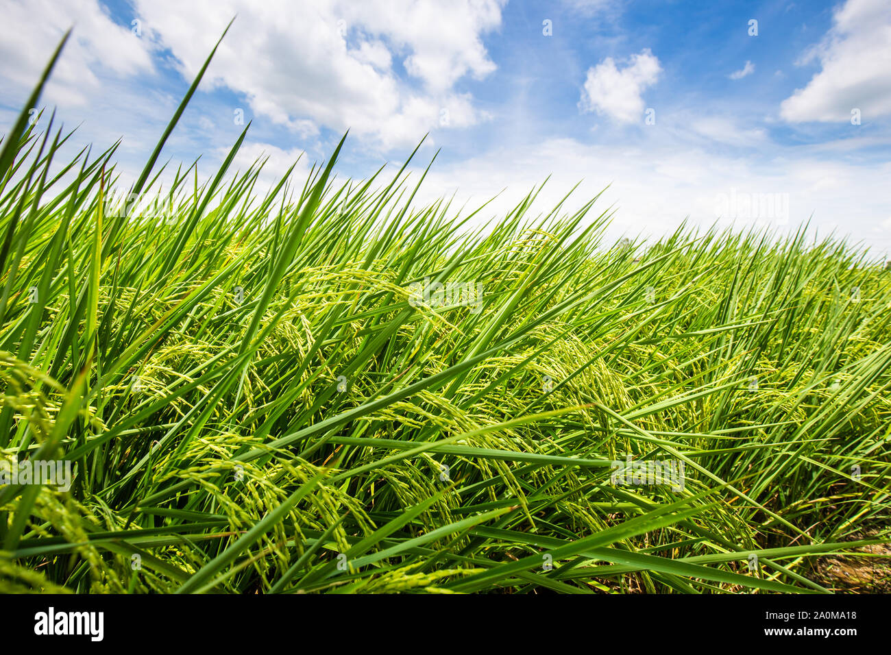 Paddy rice plantation field ready for harvest, Agricultural industry ...