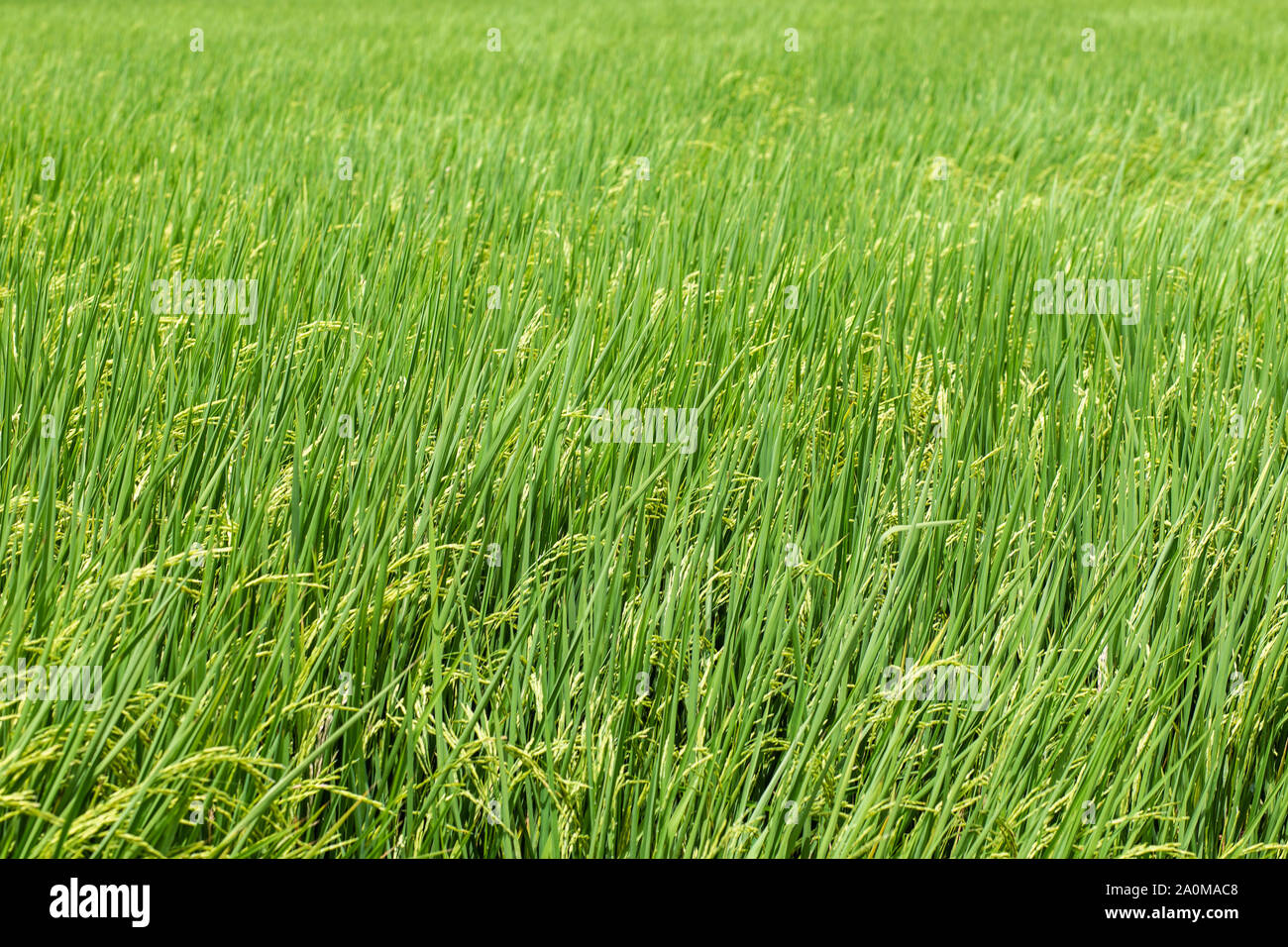 Paddy rice plantation field ready for harvest, Agricultural industry ...