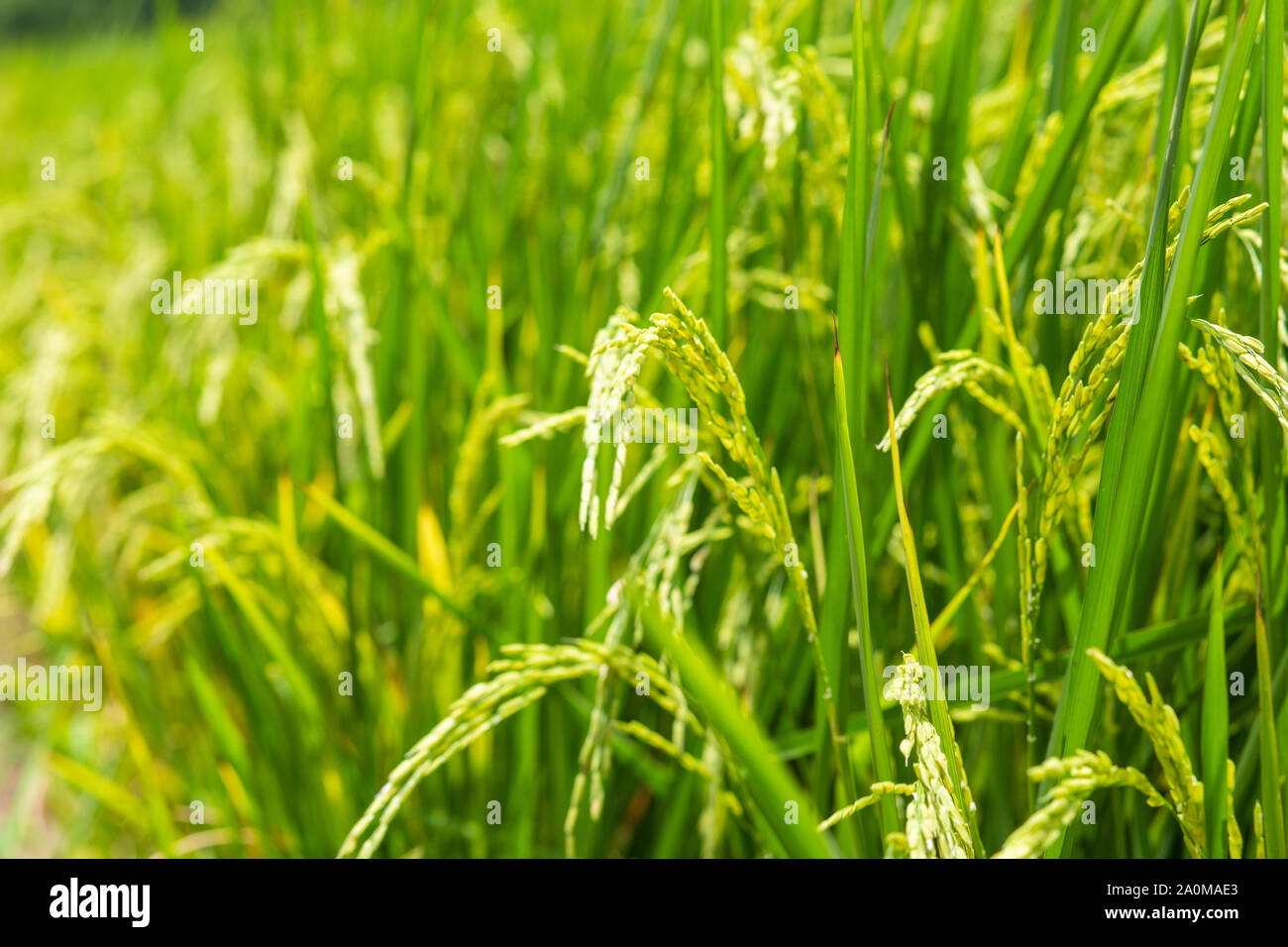 Paddy rice plantation field ready for harvest, Agricultural industry ...