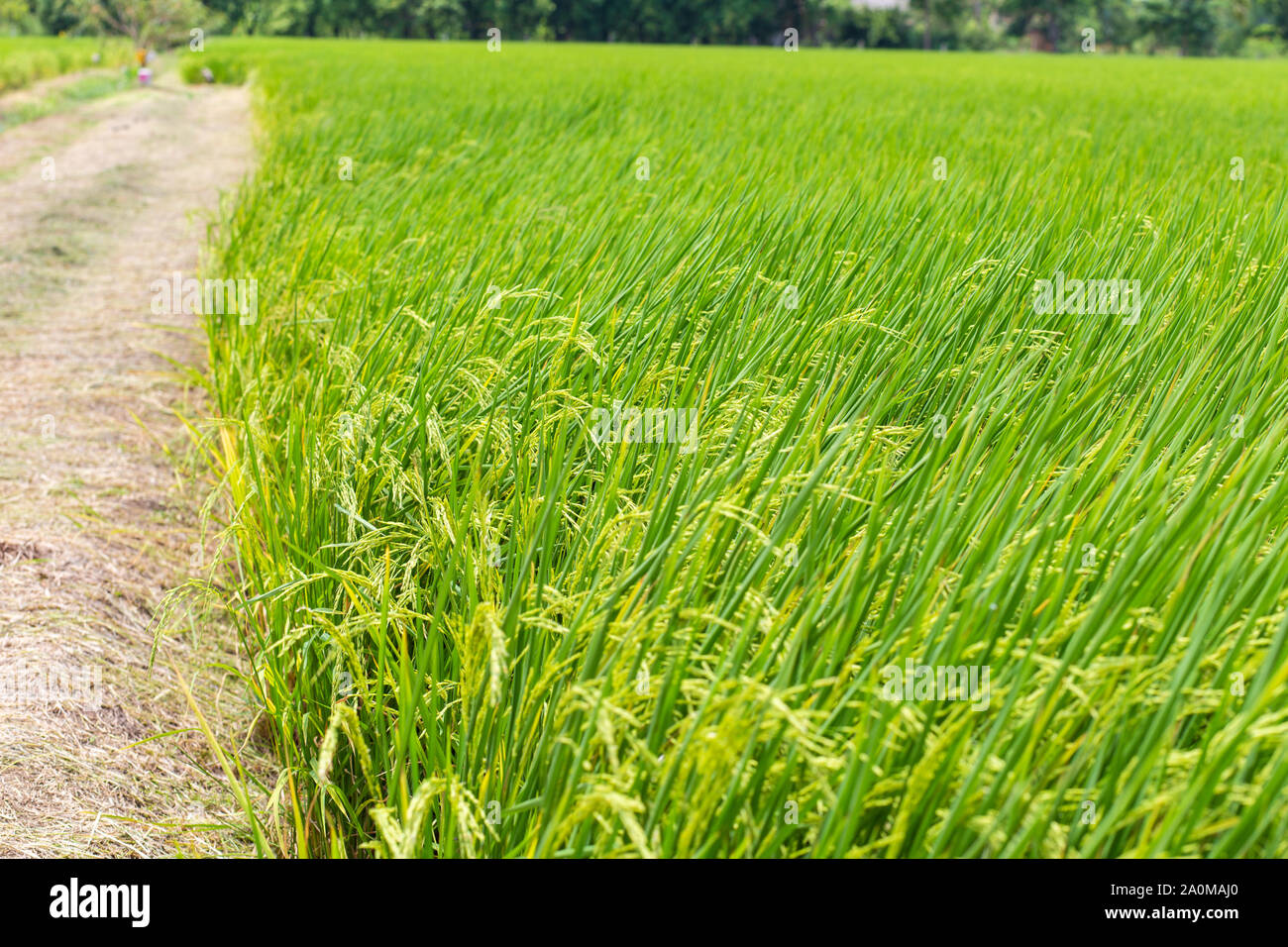 Paddy rice plantation field ready for harvest, Agricultural industry ...